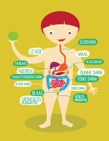 Anatomie: Hoe wordt poep gemaakt? - Kiind Magazine